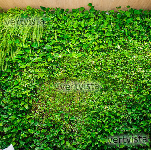 Indoor Vertical Gardens, Indoor Living Green Wall Experts